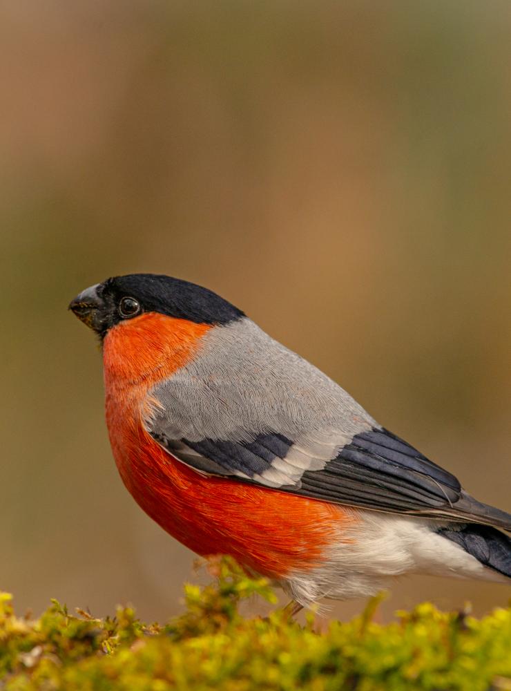 Ciuffolotto | Lipu ODV